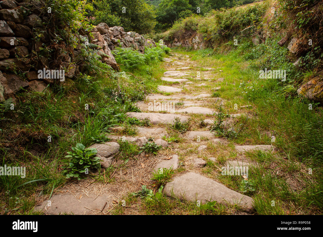 Path to walk in nature. Roman road of Bárcena de Pie de Concha ...