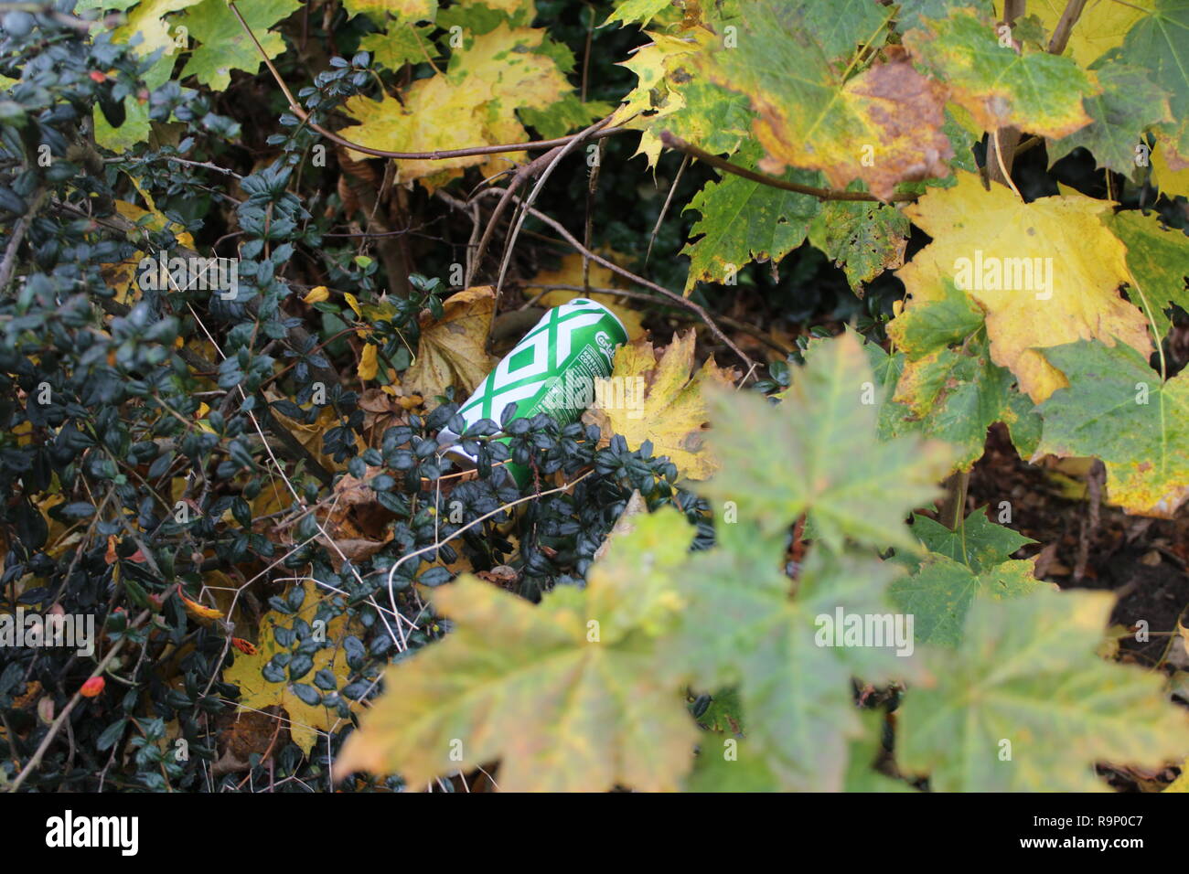Beer in a bush Stock Photo - Alamy