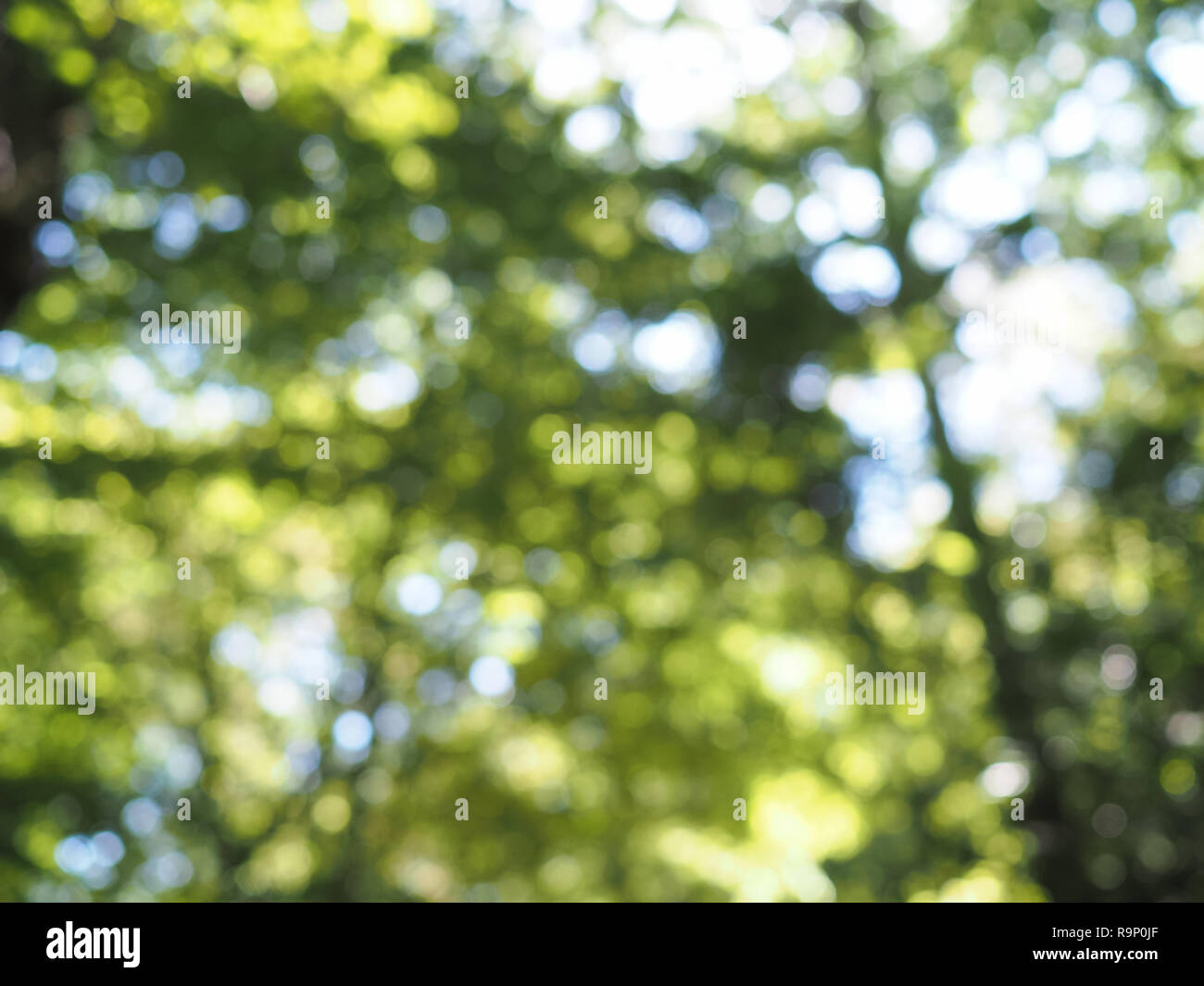 Dappled light sunlight hi-res stock photography and images - Alamy