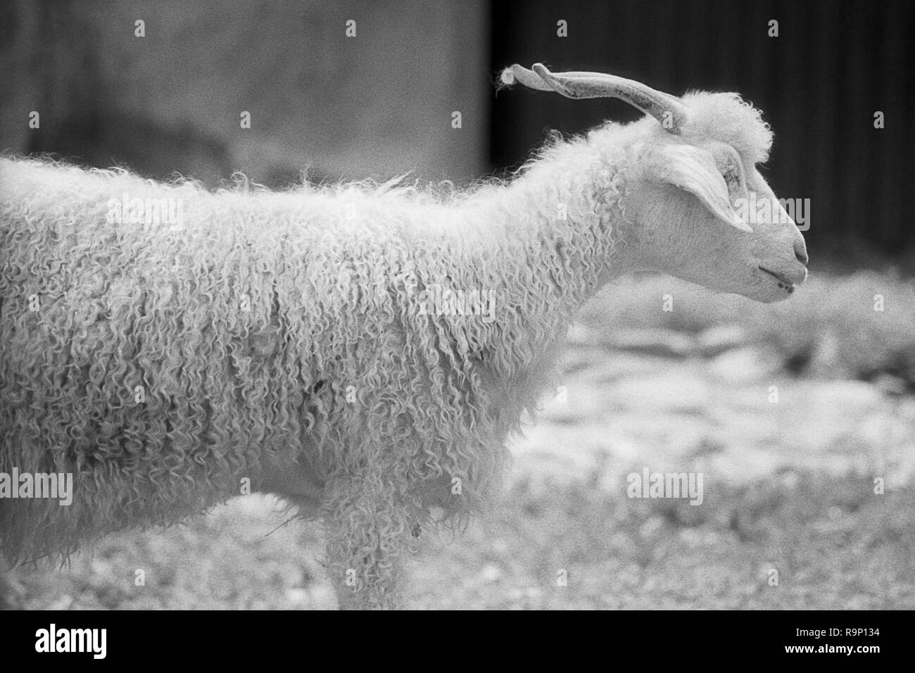 Monterrey mexico goat hi-res stock photography and images - Alamy