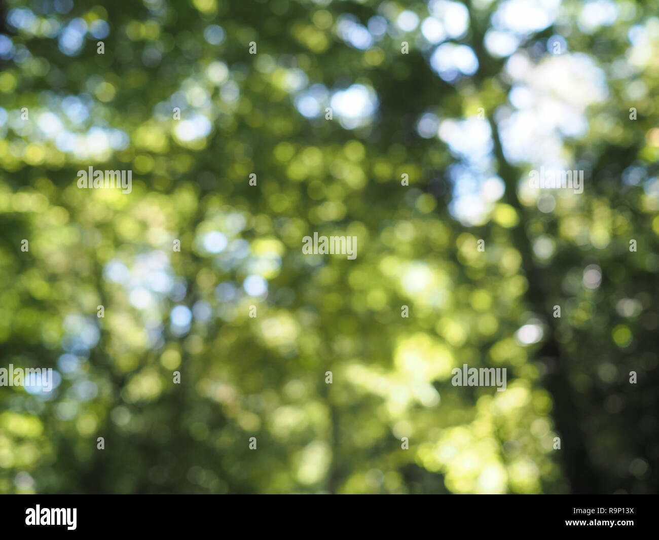 Bokeh background sunlight through tree hi-res stock photography and ...