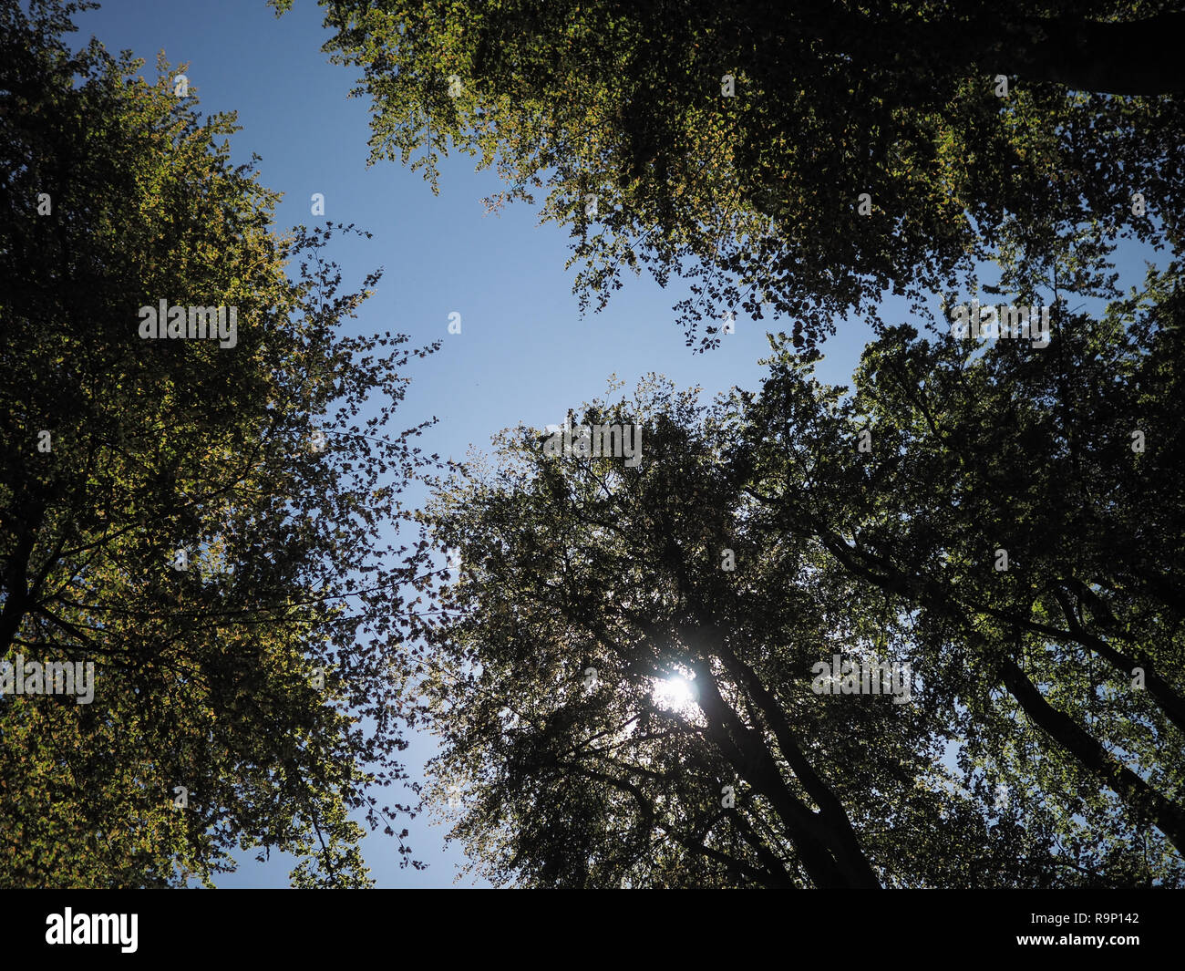 Green tree canopy overhead with sun flare Stock Photo - Alamy
