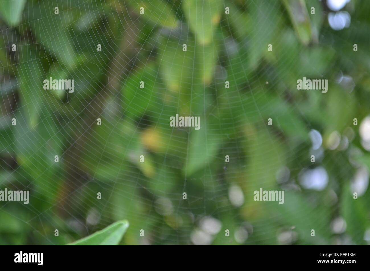 Spider web on lime tree gorgeous green foliage in the background Stock ...