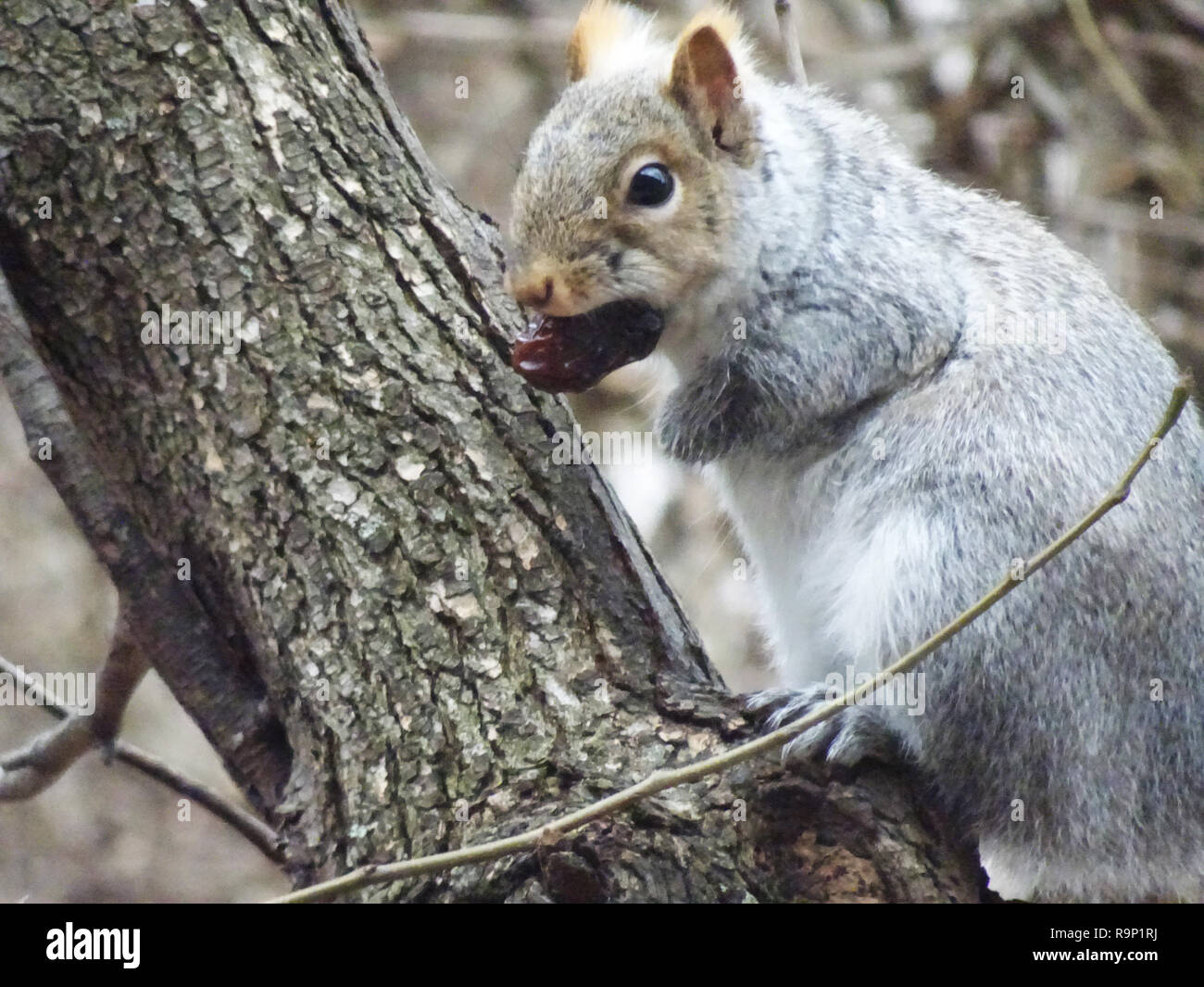 Various shots of a squirrel, at different angles Stock Photo - Alamy