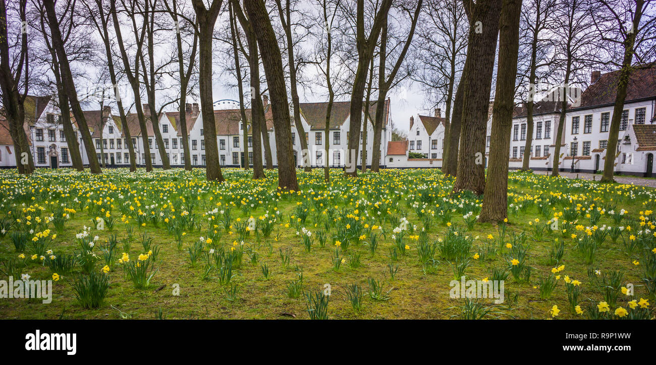 Field of spring daffodils before Beguinage, homes of Roman Catholic ...