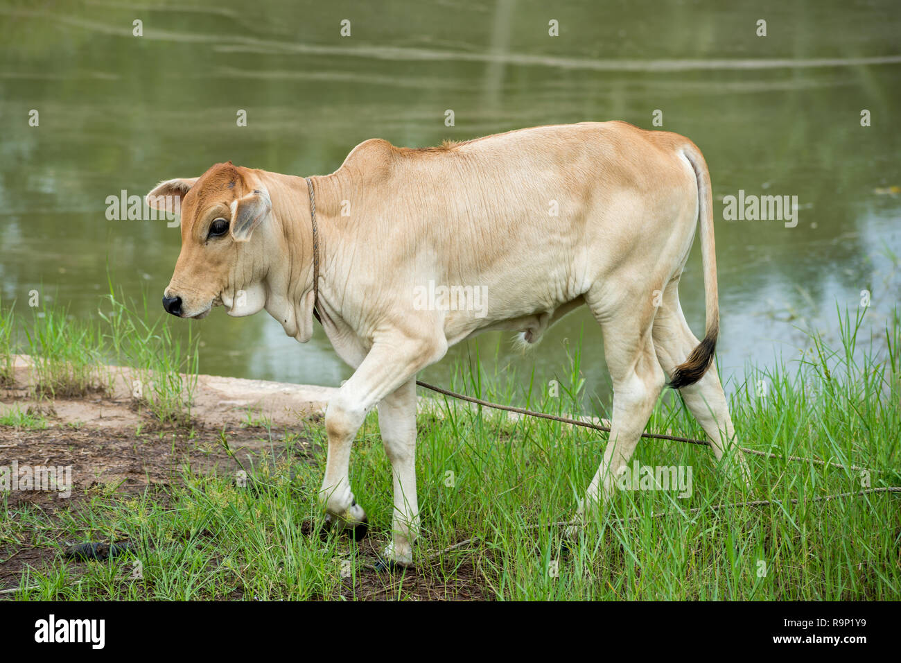 Livestock posture hi-res stock photography and images - Alamy