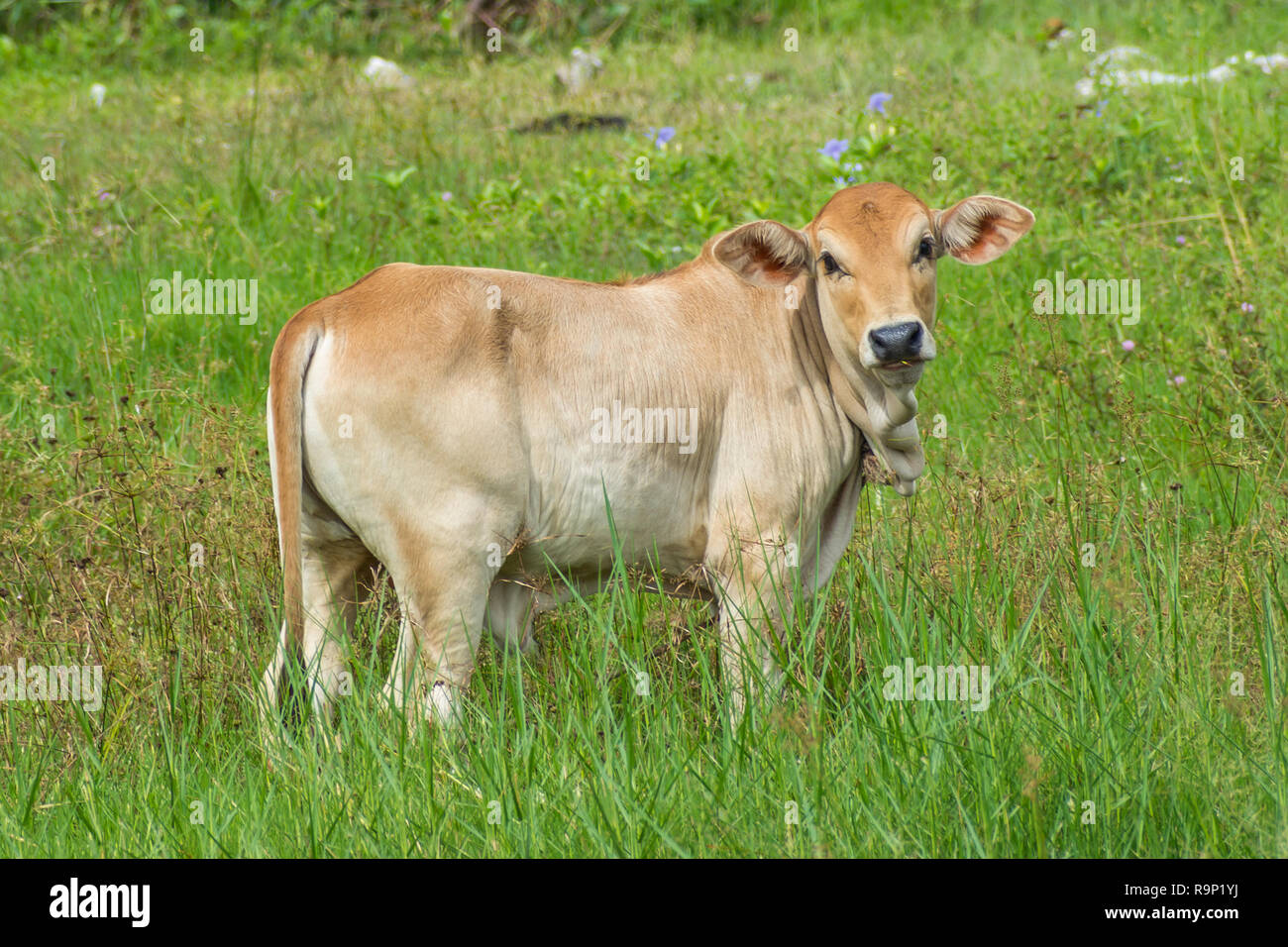 Cow potrait hi-res stock photography and images - Alamy