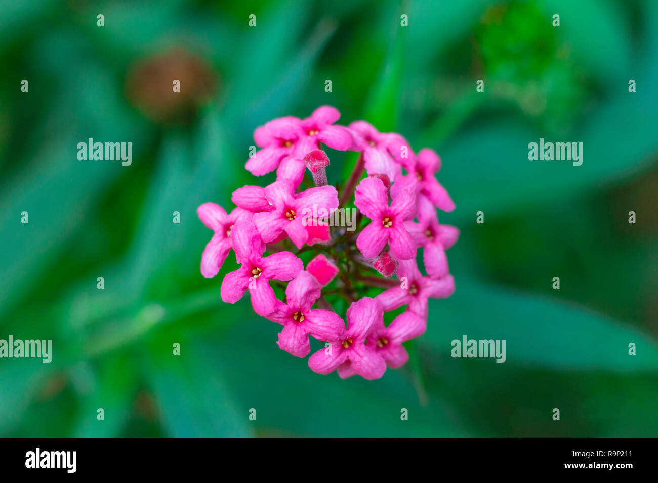 Pink Panama Rose flowers or Rondeletia Leucophylla with blur green ...