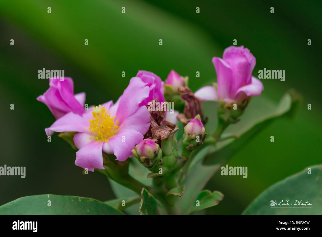 Rose cactus hi-res stock photography and images - Alamy