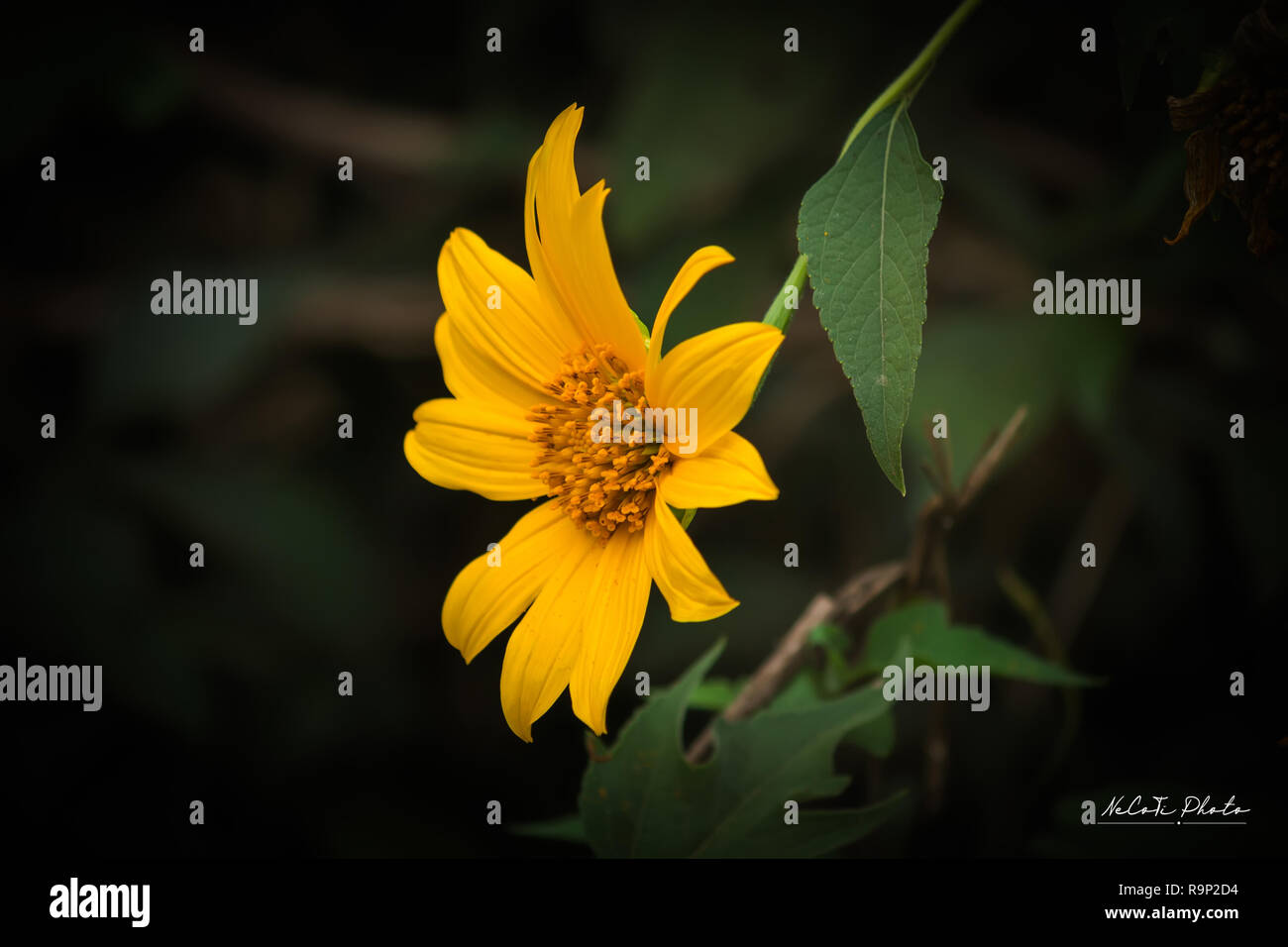 Tithonia diversifolia hi-res stock photography and images - Alamy