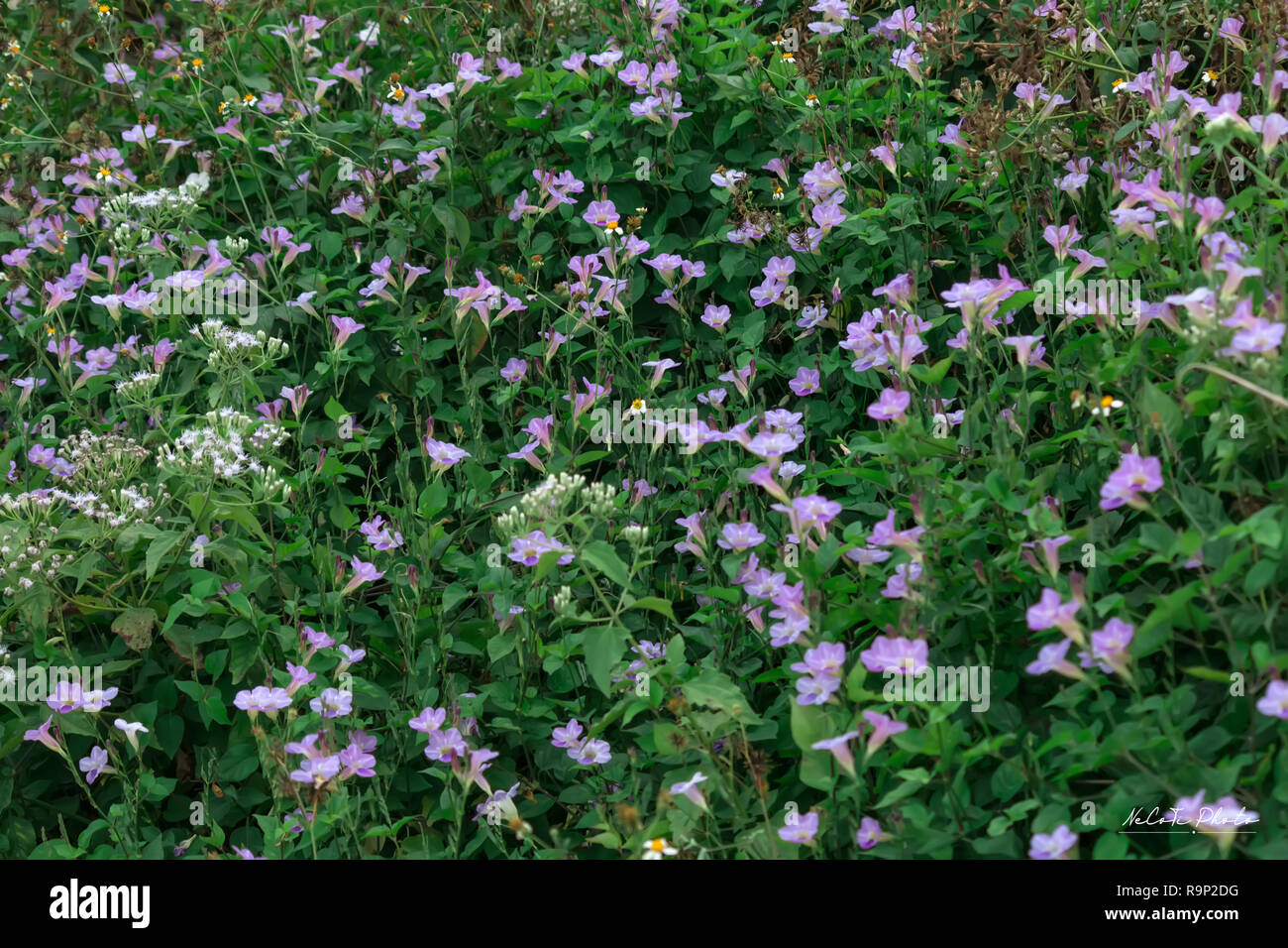 Chinese violet's purple flower(Asystasia gangetica Stock Photo - Alamy