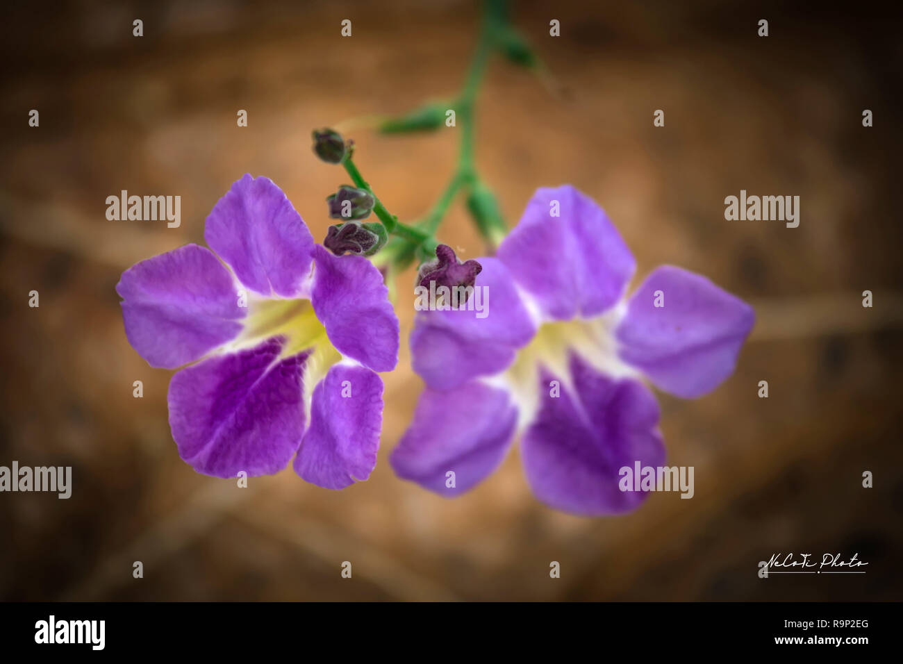 Chinese violet's purple flower(Asystasia gangetica Stock Photo - Alamy