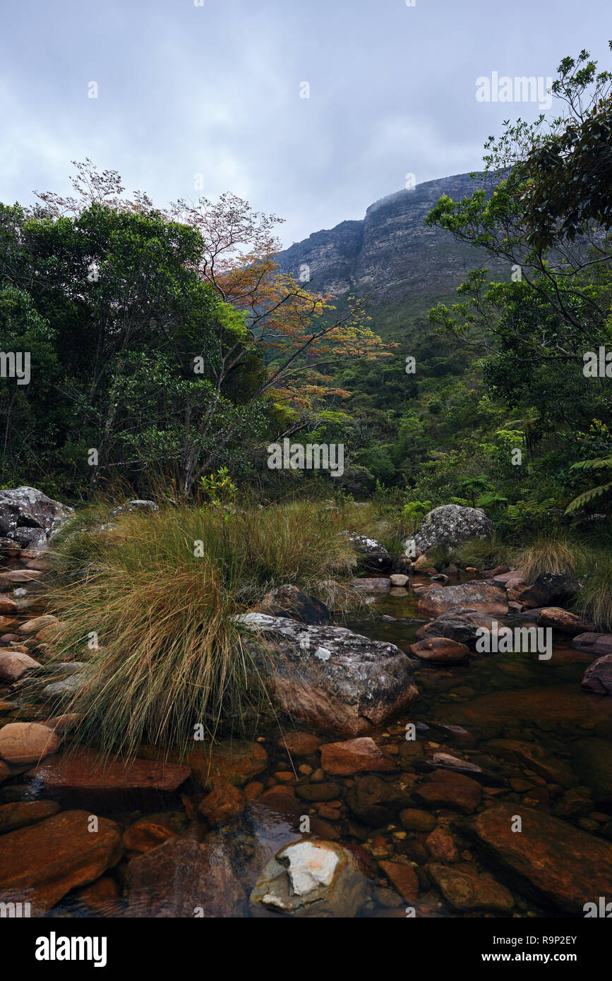 Landscape of a water stream with a forest Stock Photo - Alamy