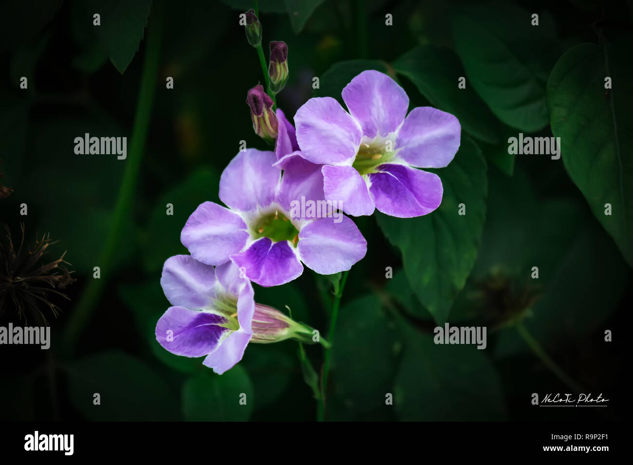 Chinese violet's purple flower(Asystasia gangetica Stock Photo - Alamy