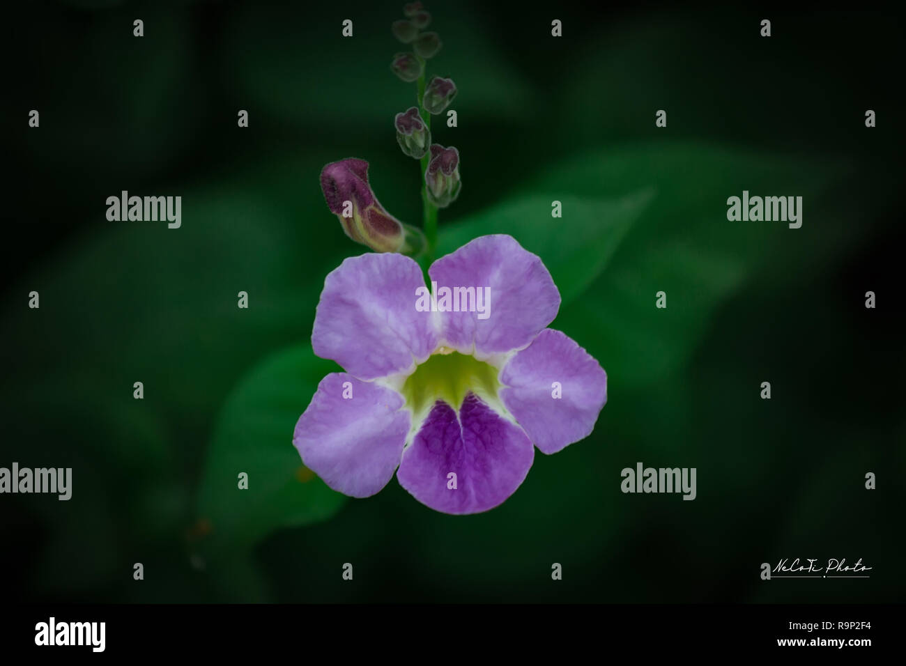 Chinese violet's purple flower(Asystasia gangetica Stock Photo - Alamy