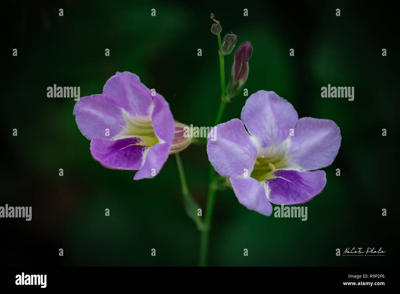 Chinese violet's purple flower(Asystasia gangetica Stock Photo - Alamy