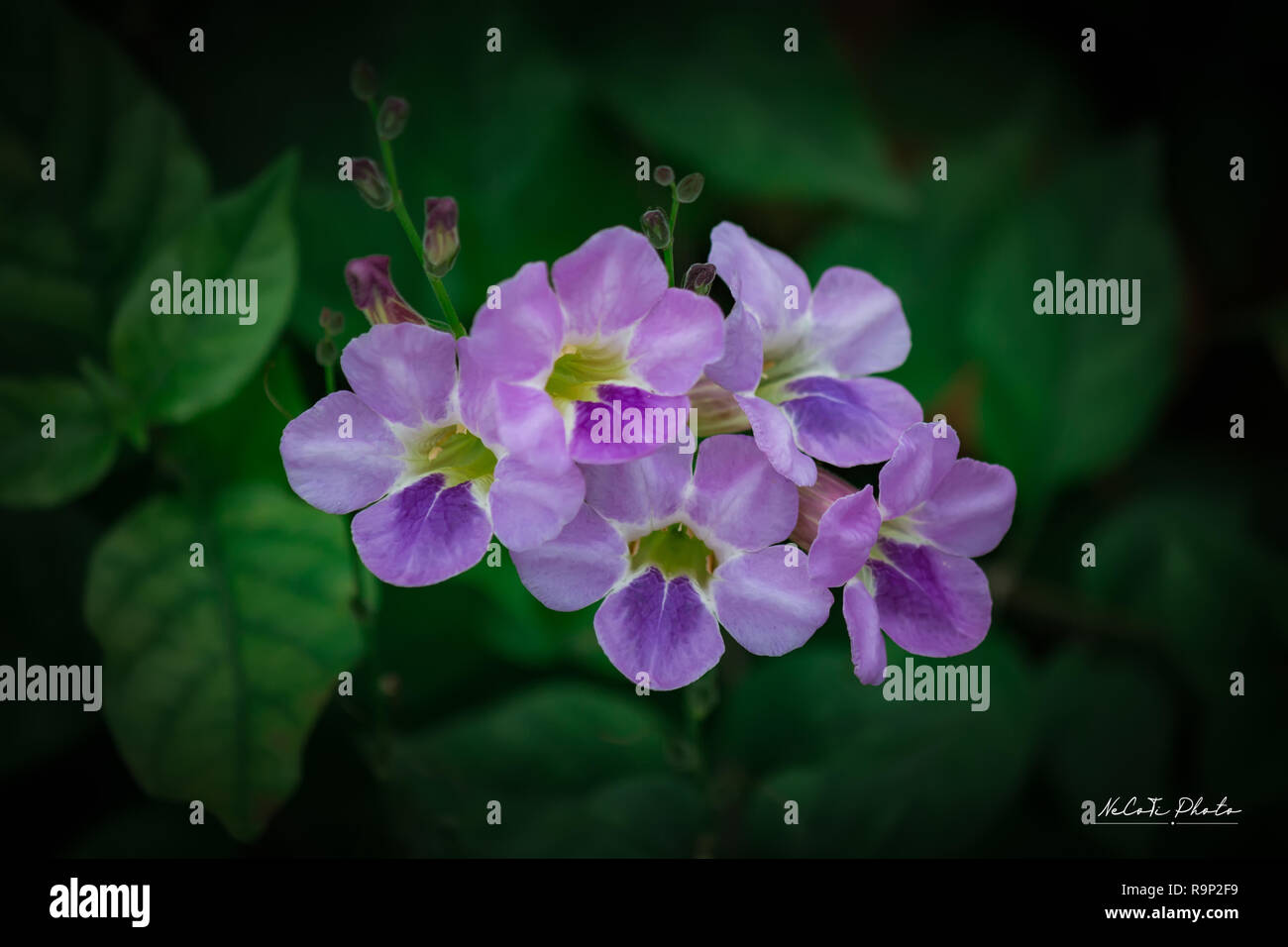 Chinese violet's purple flower(Asystasia gangetica Stock Photo - Alamy