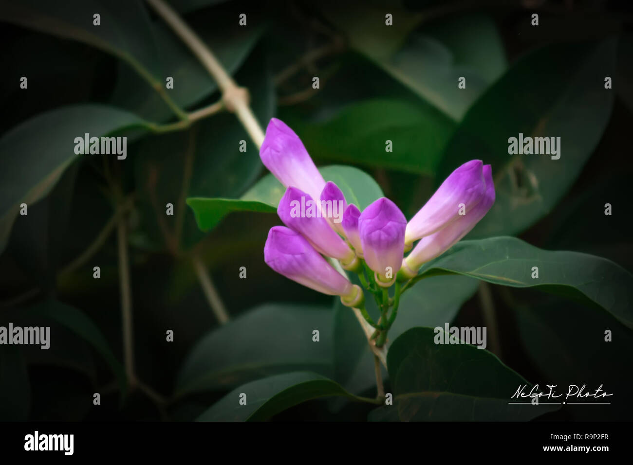 Chinese violet's purple flower(Asystasia gangetica Stock Photo - Alamy