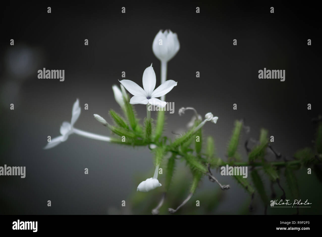 Flowers of Ceylon leadwort (Plumbago zeylanica), a tropical medical ...