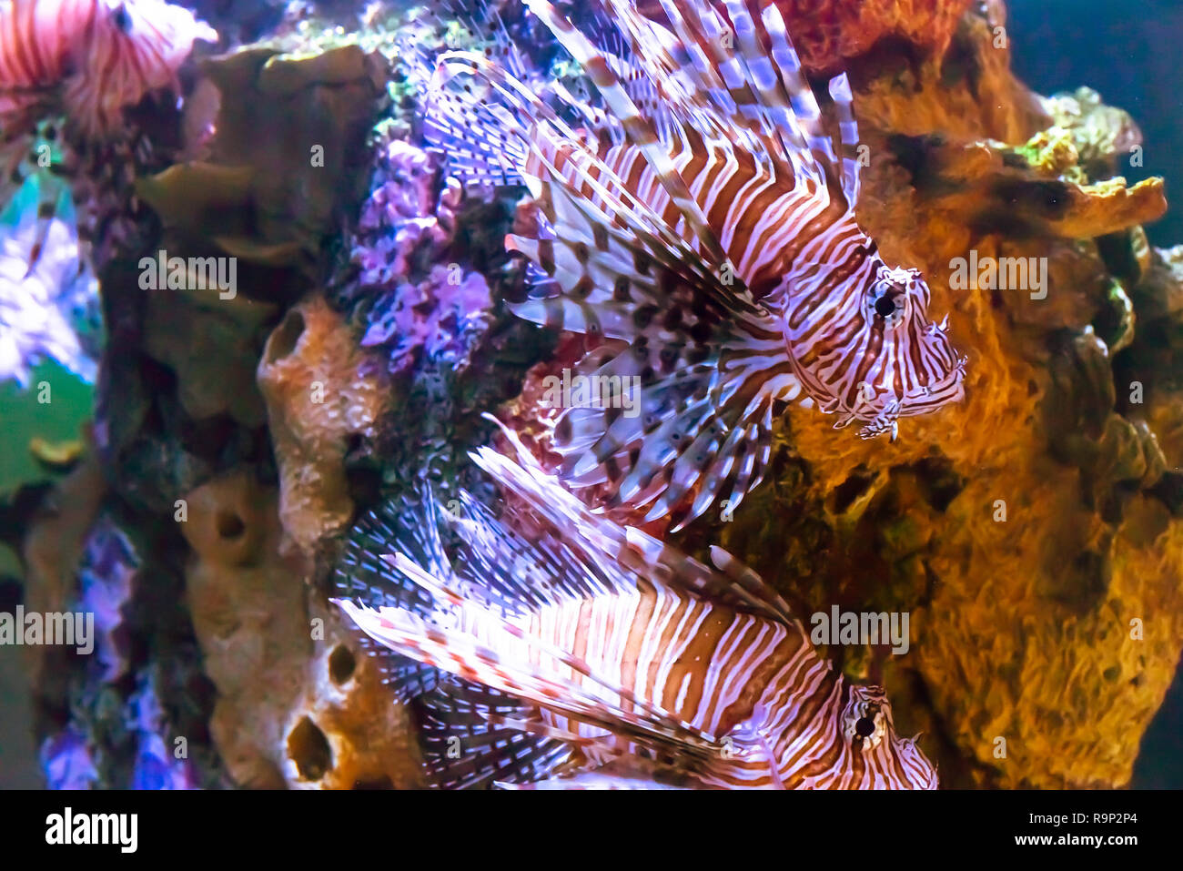 Poison lion fish by the corals on salt water Stock Photo - Alamy