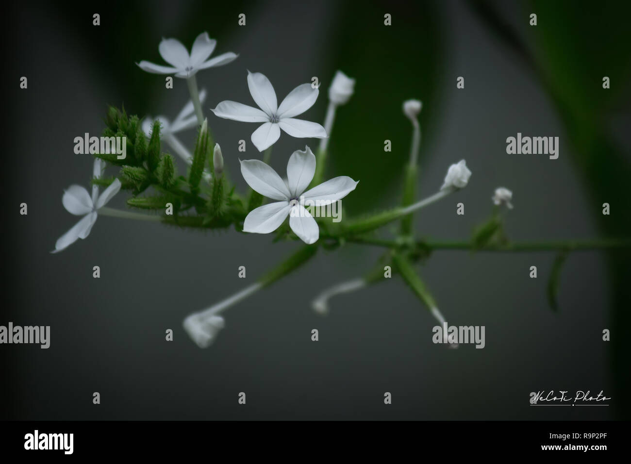 Ceylon leadwort hi-res stock photography and images - Alamy