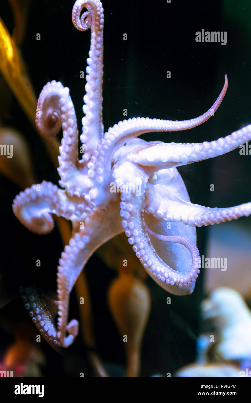 The white octopus with big tentacles under salt water Stock Photo - Alamy