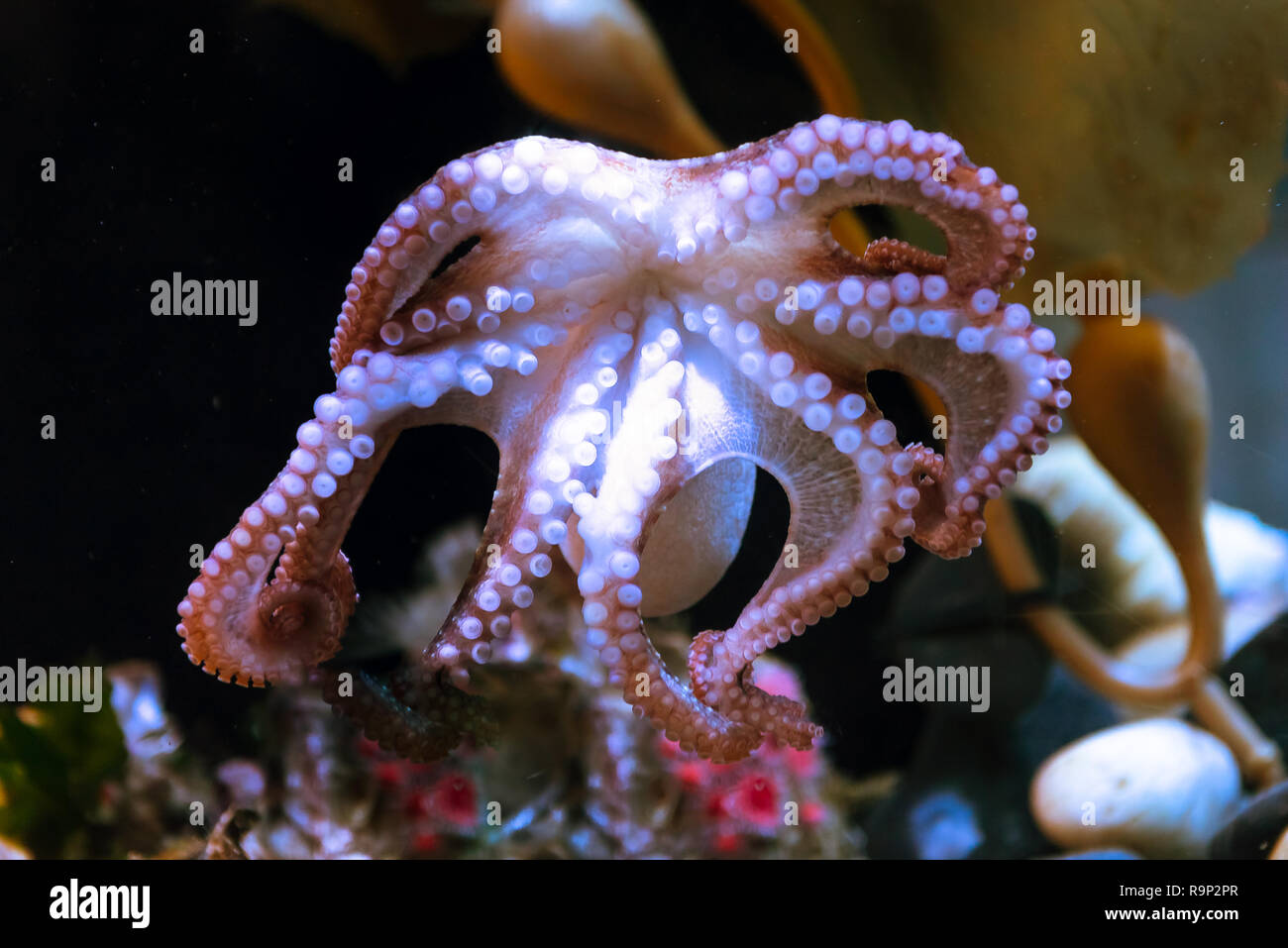 Octopus beak hi-res stock photography and images - Alamy