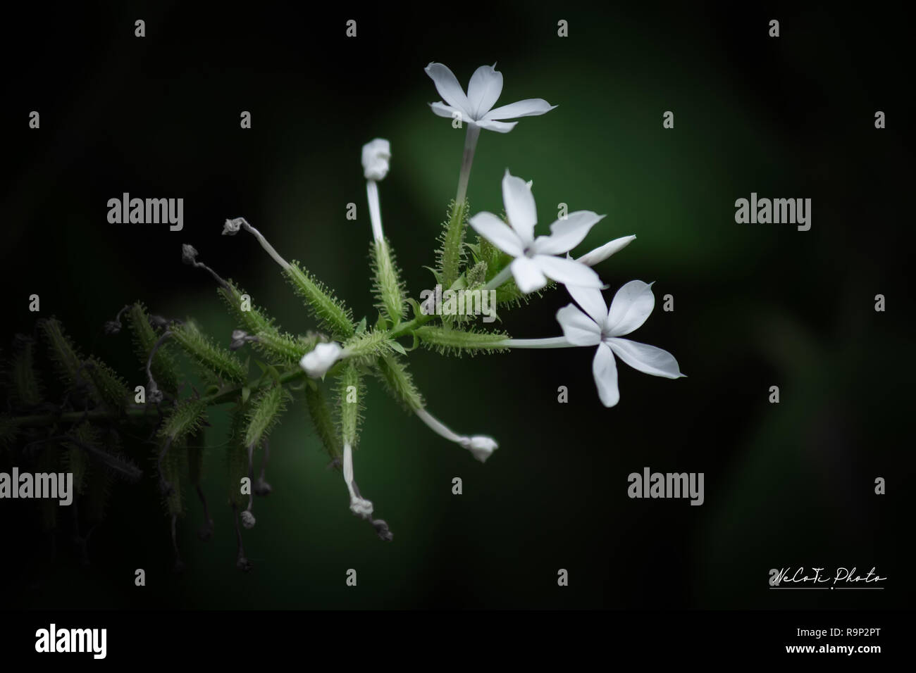 Flowers of Ceylon leadwort (Plumbago zeylanica), a tropical medical ...