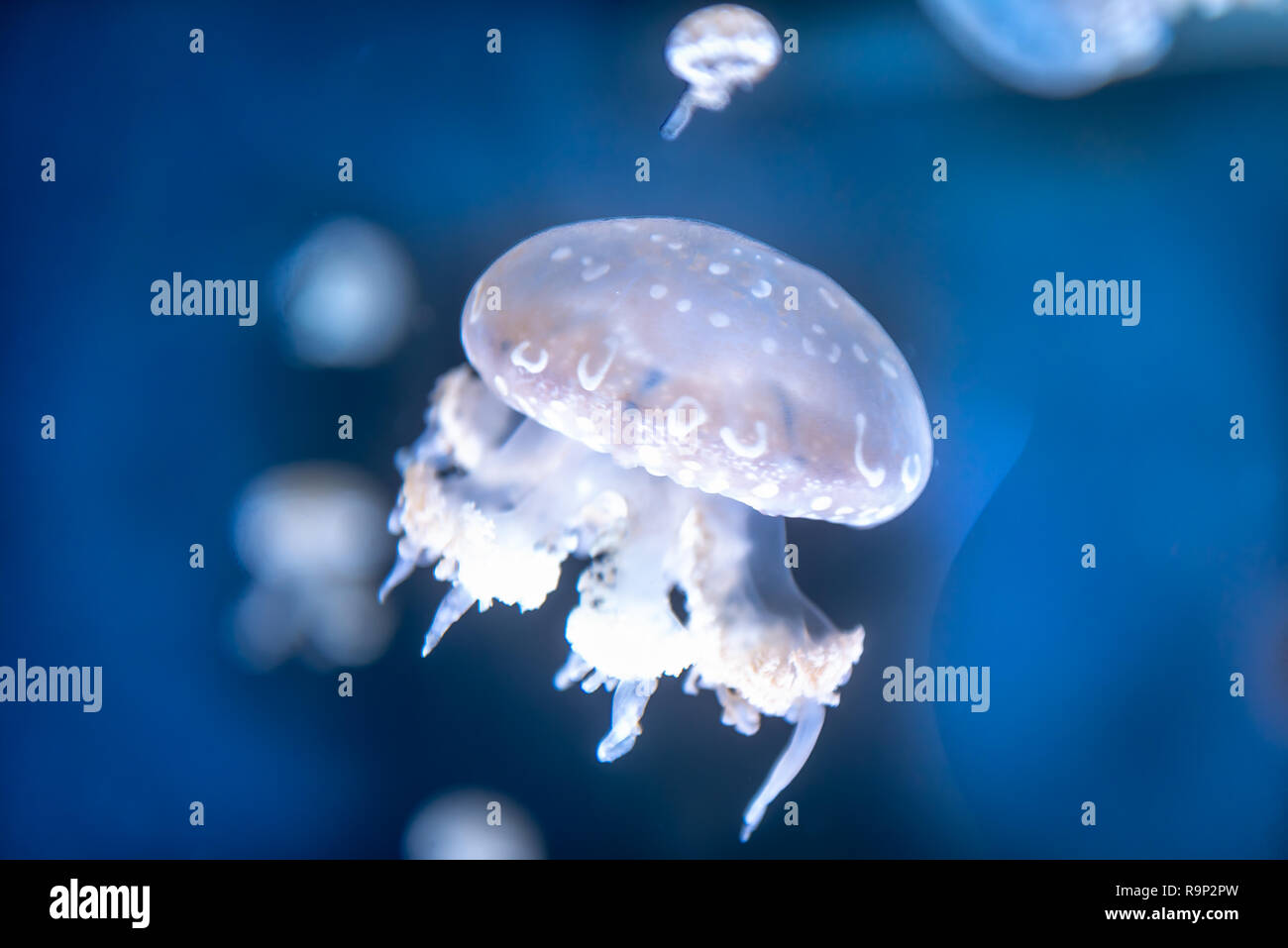 Many beautiful Jellyfish floating under water Stock Photo - Alamy