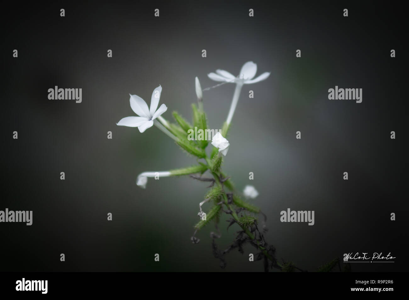 Flowers of Ceylon leadwort (Plumbago zeylanica), a tropical medical ...