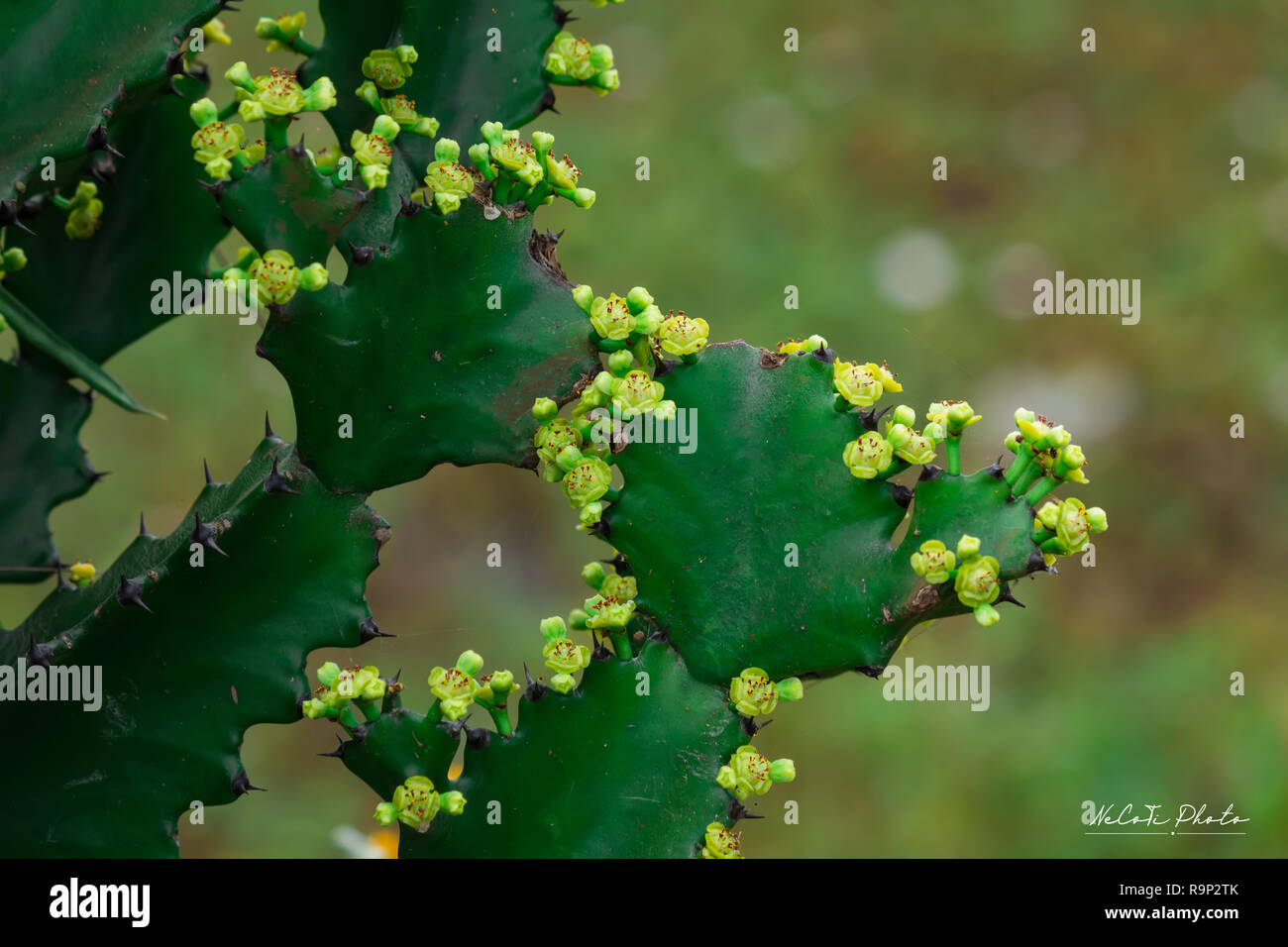 Euphorbia spurge tree hi-res stock photography and images - Alamy
