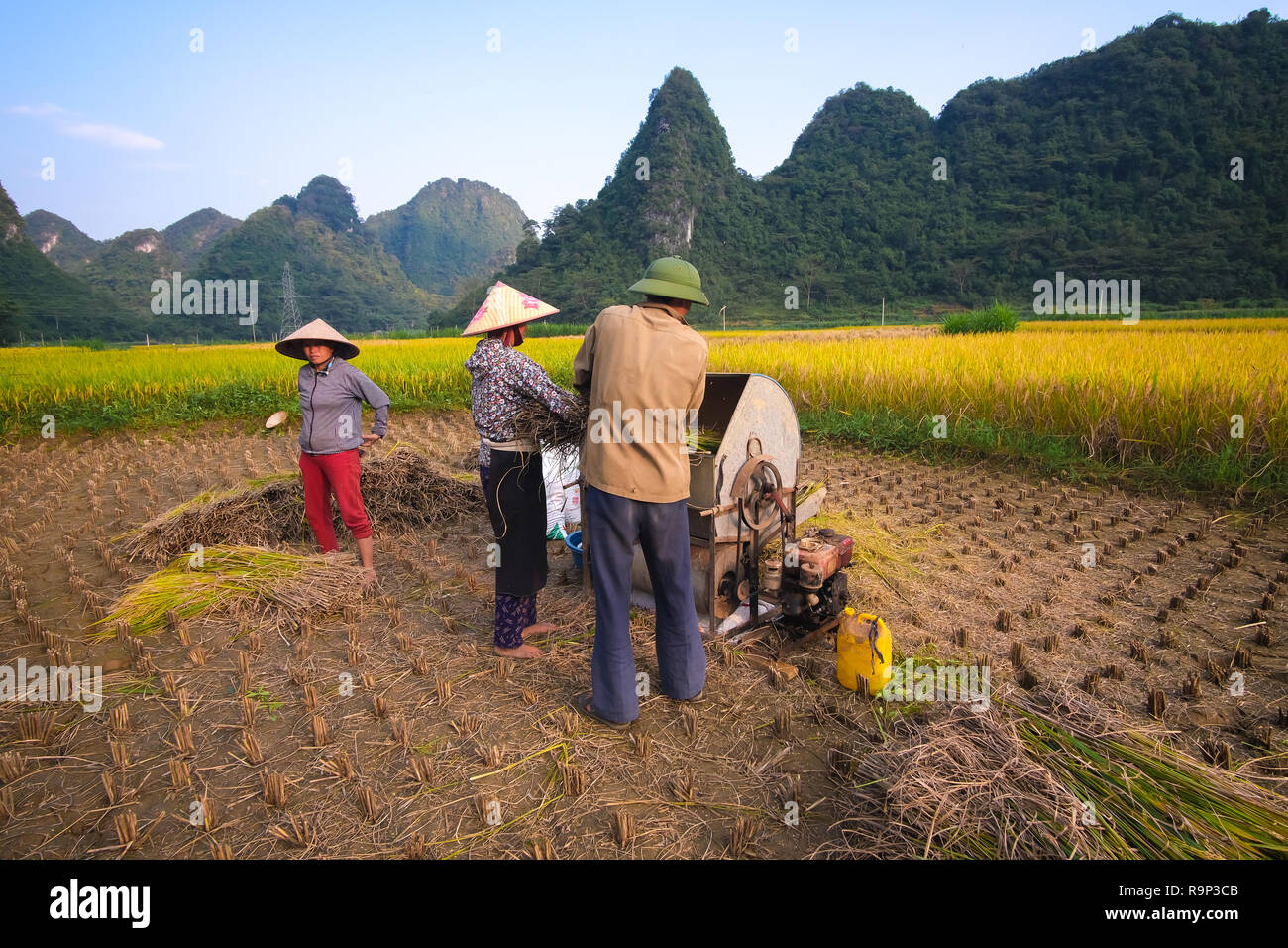 Harvest season. Group of farmers harvesting ripe rice by hand, sickle ...