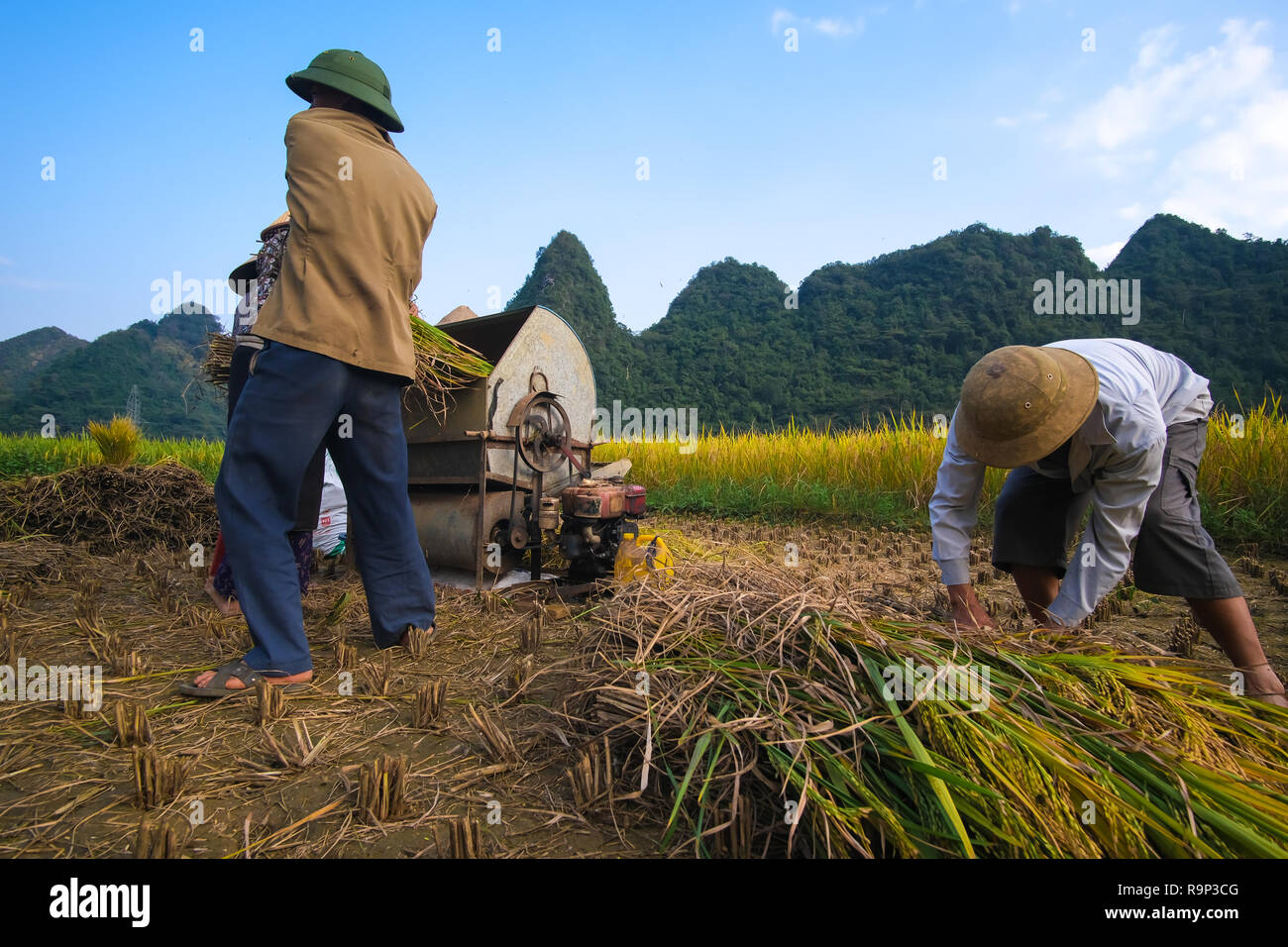 Harvest season. Group of farmers harvesting ripe rice by hand, sickle ...