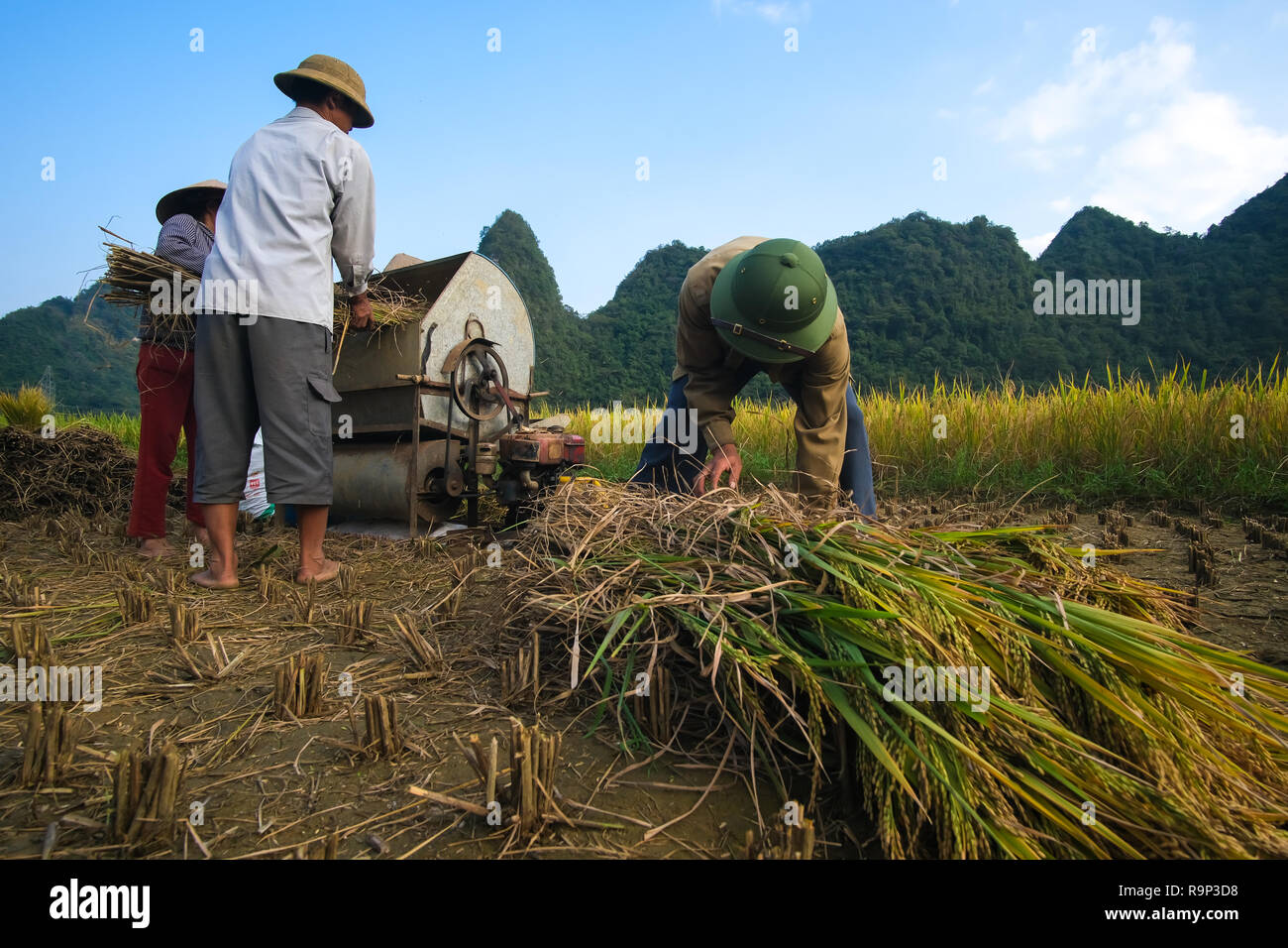 Harvest season. Group of farmers harvesting ripe rice by hand, sickle ...