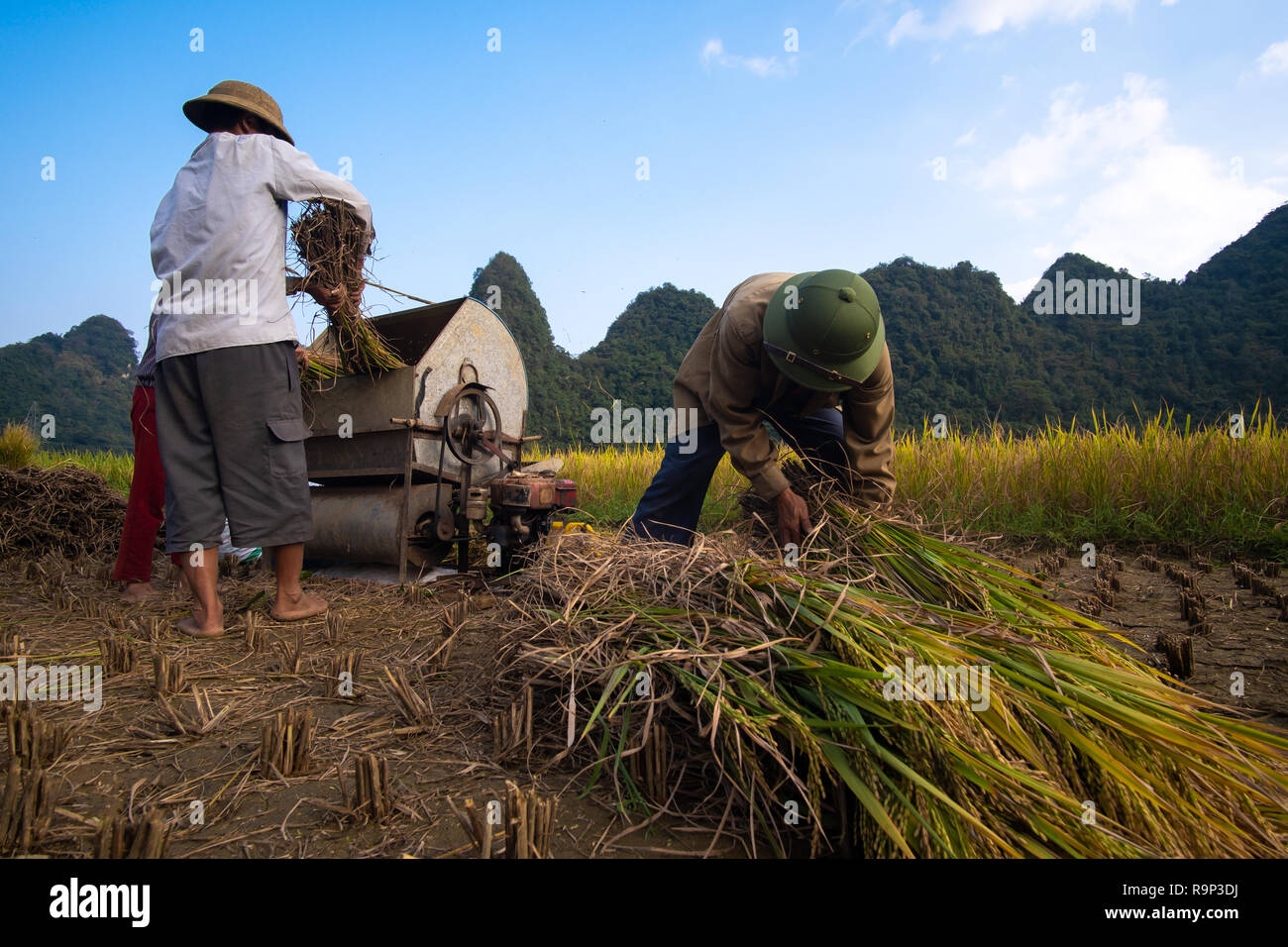 Harvest season. Group of farmers harvesting ripe rice by hand, sickle ...
