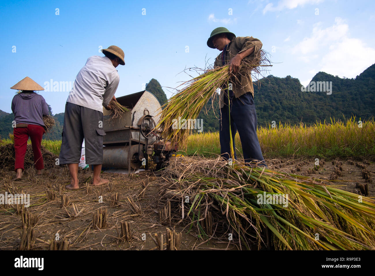 Harvest season. Group of farmers harvesting ripe rice by hand, sickle ...