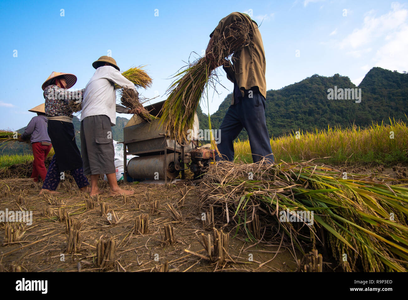 Harvest season. Group of farmers harvesting ripe rice by hand, sickle ...