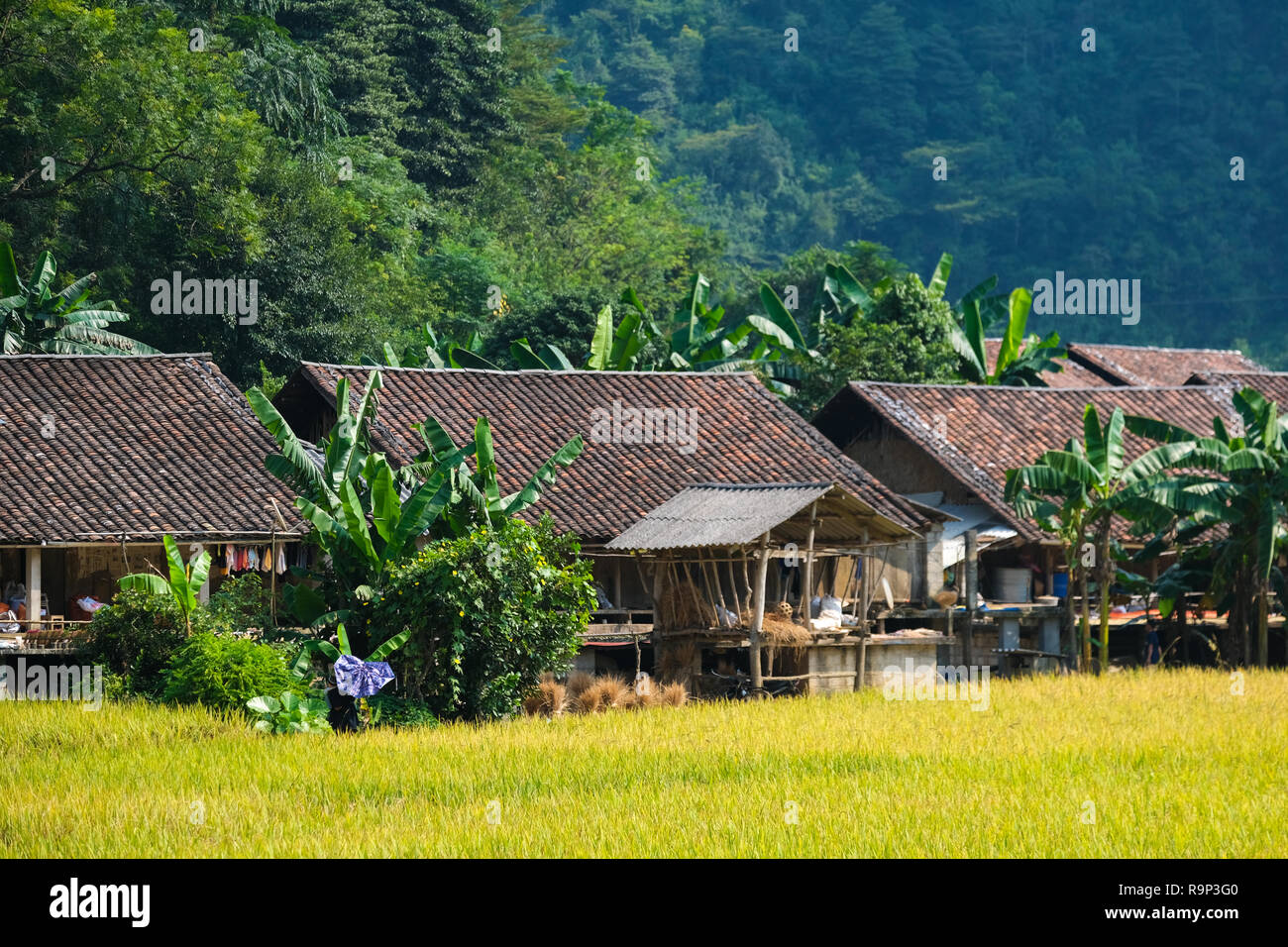 Vietnam traditional house in northern Vietnam. Yellow rice field in ...