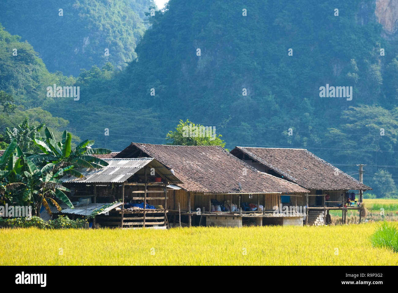 Vietnam traditional house in northern Vietnam. Yellow rice field in ...