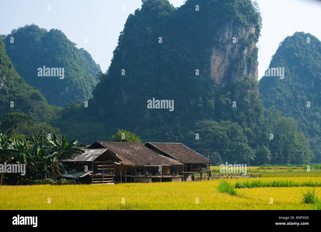 Vietnam traditional house in northern Vietnam. Yellow rice field in ...