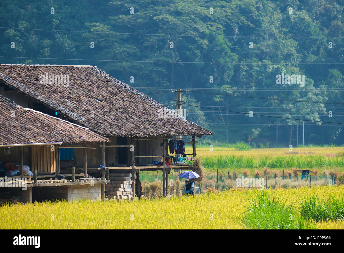 Vietnam traditional house in northern Vietnam. Yellow rice field in ...
