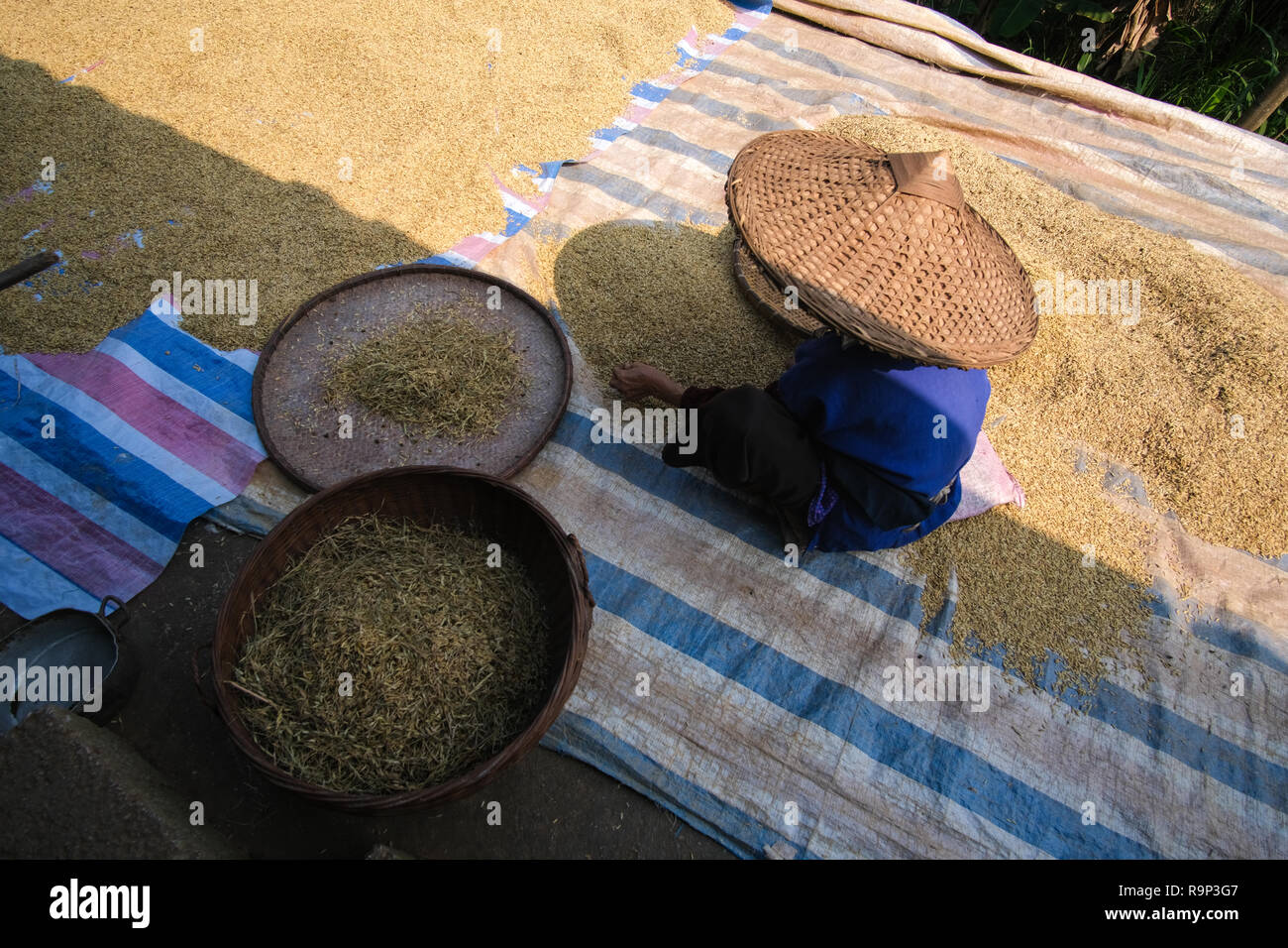 Cleaning Rice High Resolution Stock Photography and Images - Alamy