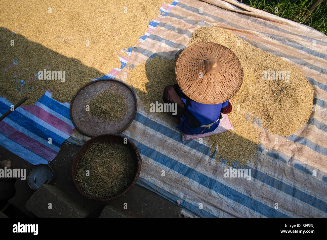 Sifting rice harvest season. A village old woman sieves the rice at ...