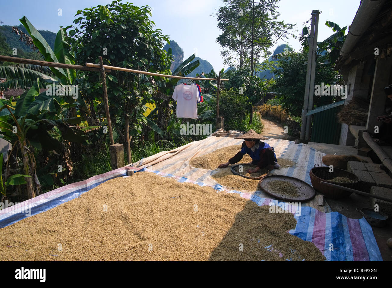 Sifting rice harvest season. A village old woman sieves the rice at ...