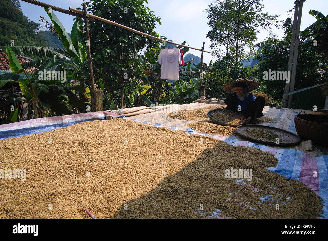 Sifting rice harvest season. A village old woman sieves the rice at ...