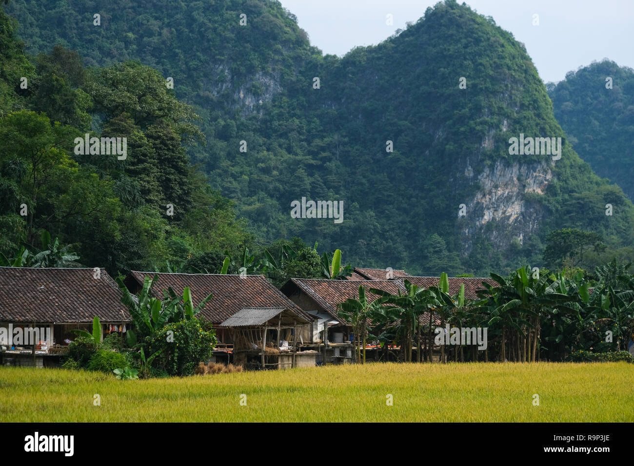 Vietnam traditional house in northern Vietnam. Yellow rice field in ...