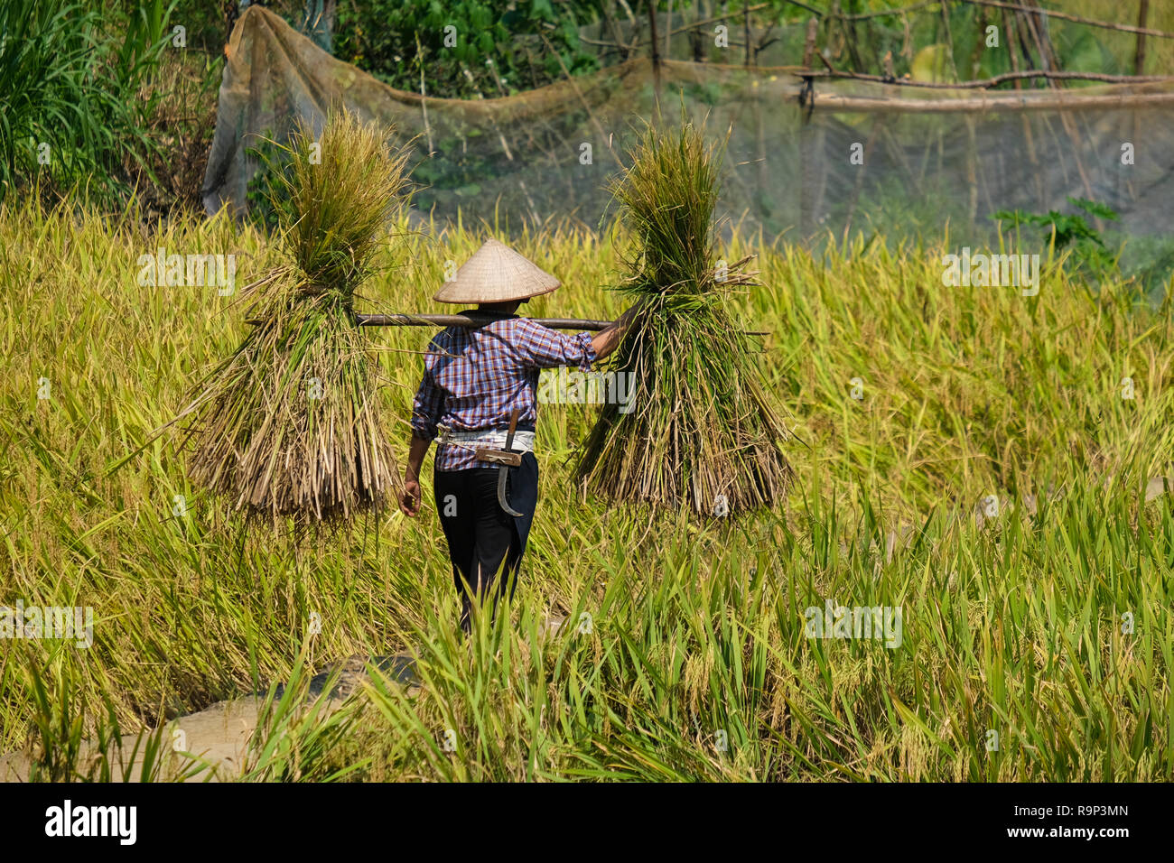 Woman Carrying Yoke High Resolution Stock Photography and Images - Alamy