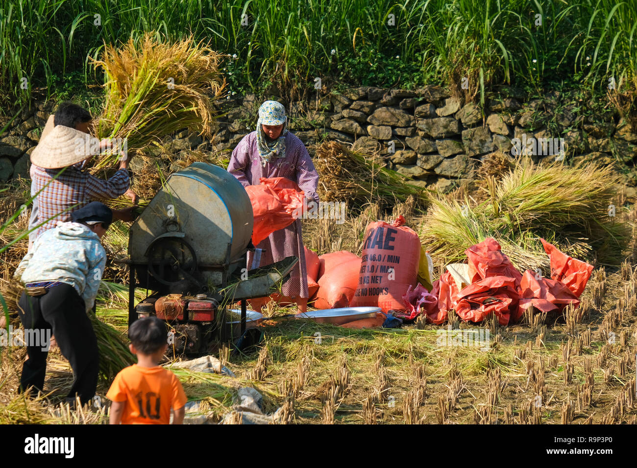 Harvest season. Group of farmers harvesting ripe rice by hand, sickle ...