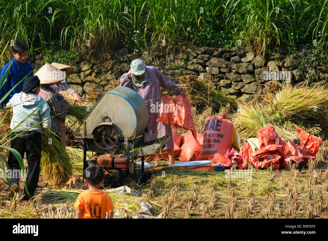Harvest season. Group of farmers harvesting ripe rice by hand, sickle ...