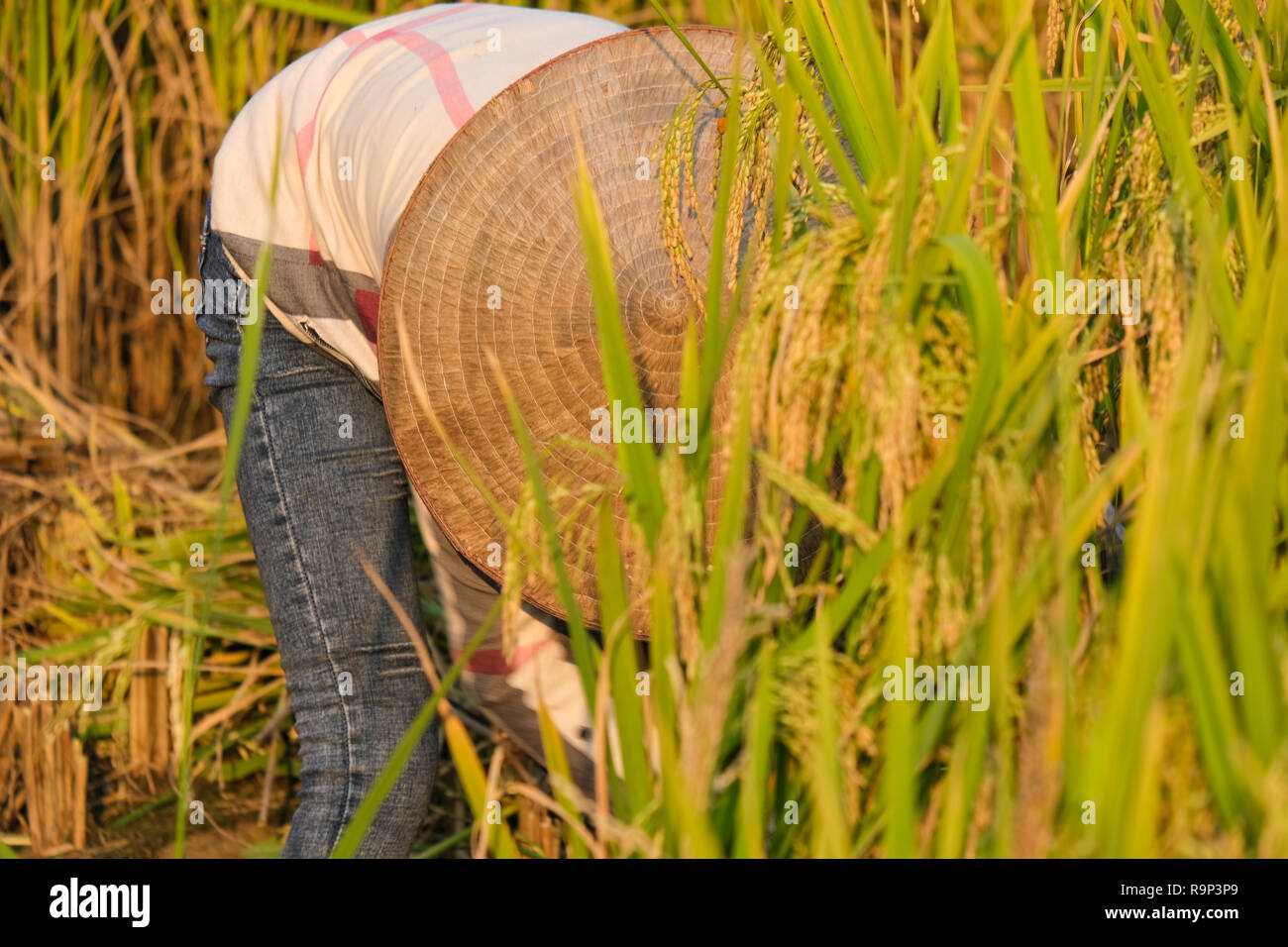 Harvest season. A woman farmer harvesting ripe rice by hand, sickle on ...